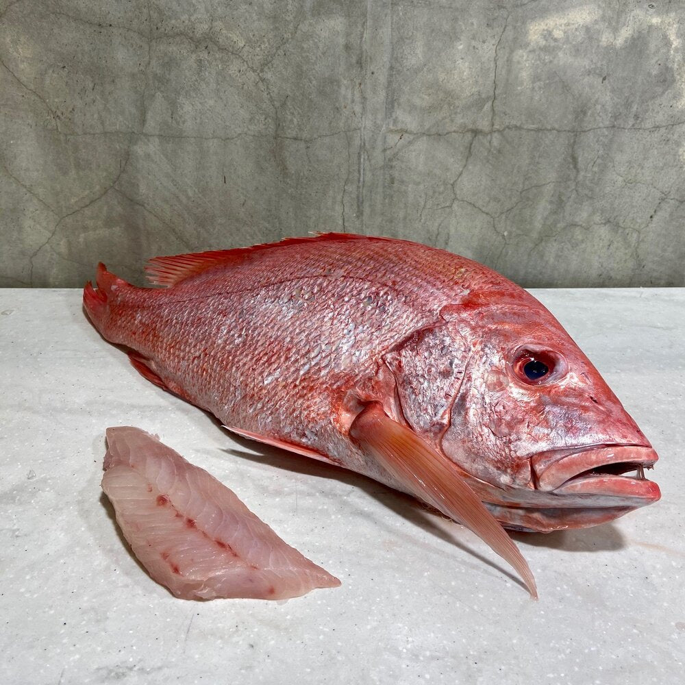 Saddletail Snapper – Kailis Bros Leederville